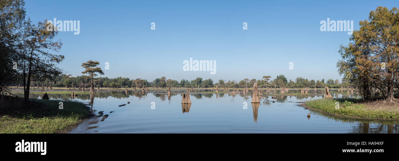 Panoramic image of Cypress Stumps in Henderson Swamp Stock Photo - Alamy