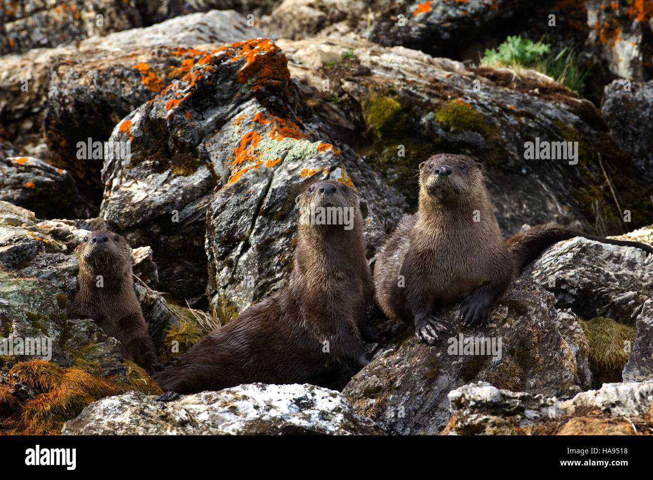 The American River Otters at 12th Place in a National Park showcase the ...