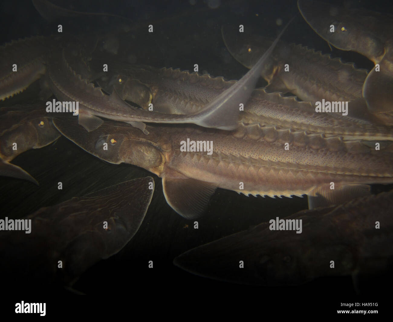 A swarm of prehistoric Pallid Sturgeon is observed in a national park's ...