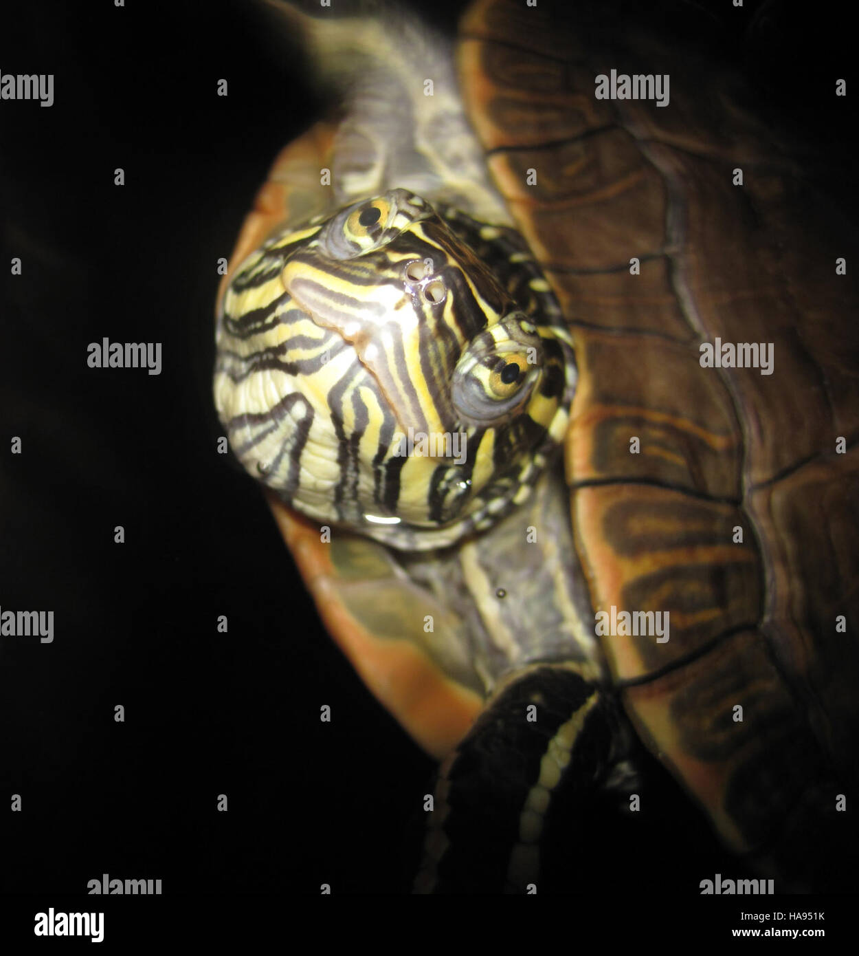 This image features a painted turtle in a national park, highlighting ...