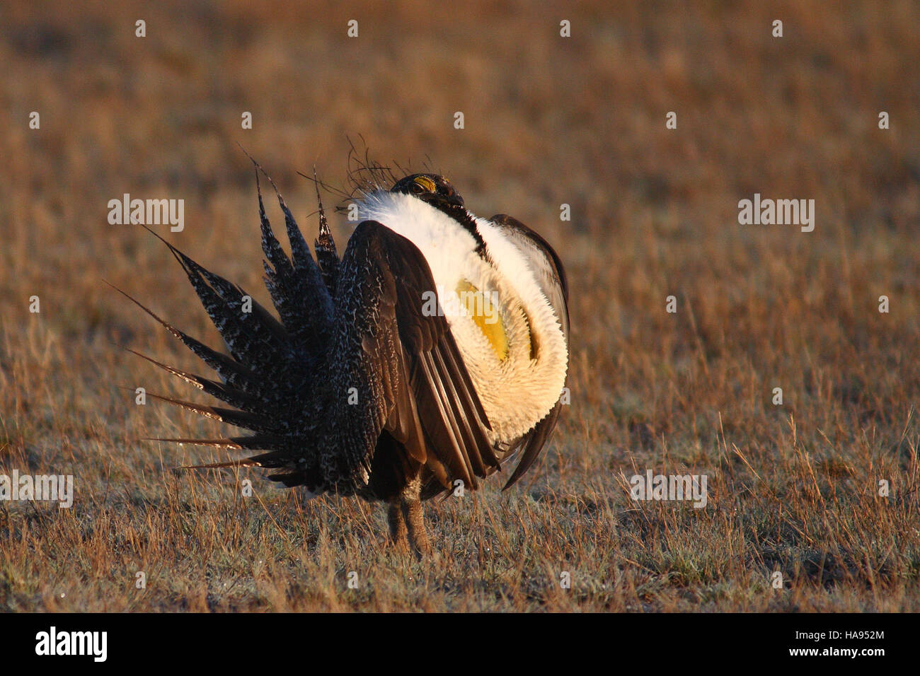 The Greater Sage-Grouse is an important species in national parks, with ...