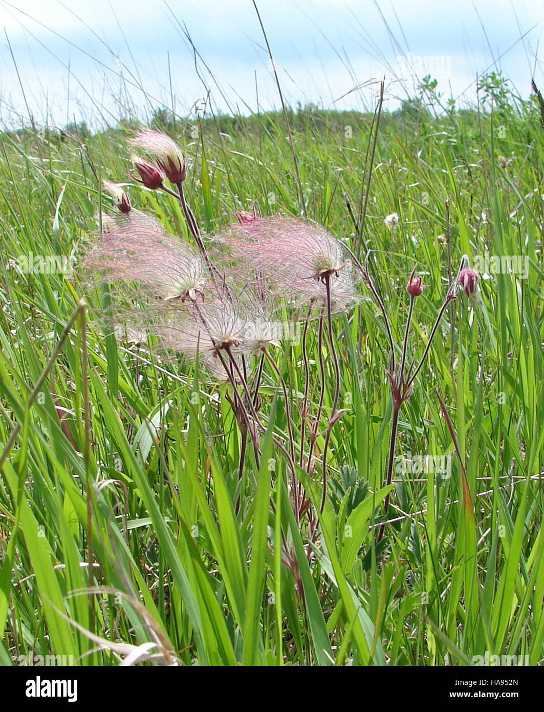 Prairie Smoke, a plant species native to the prairie ecosystems of ...