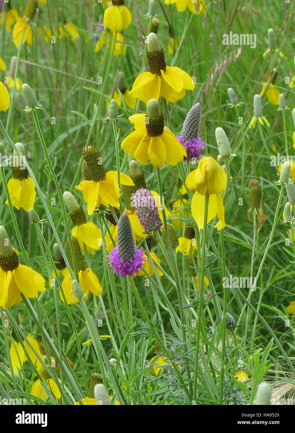 Native wildflowers in national parks enhance biodiversity and support ...