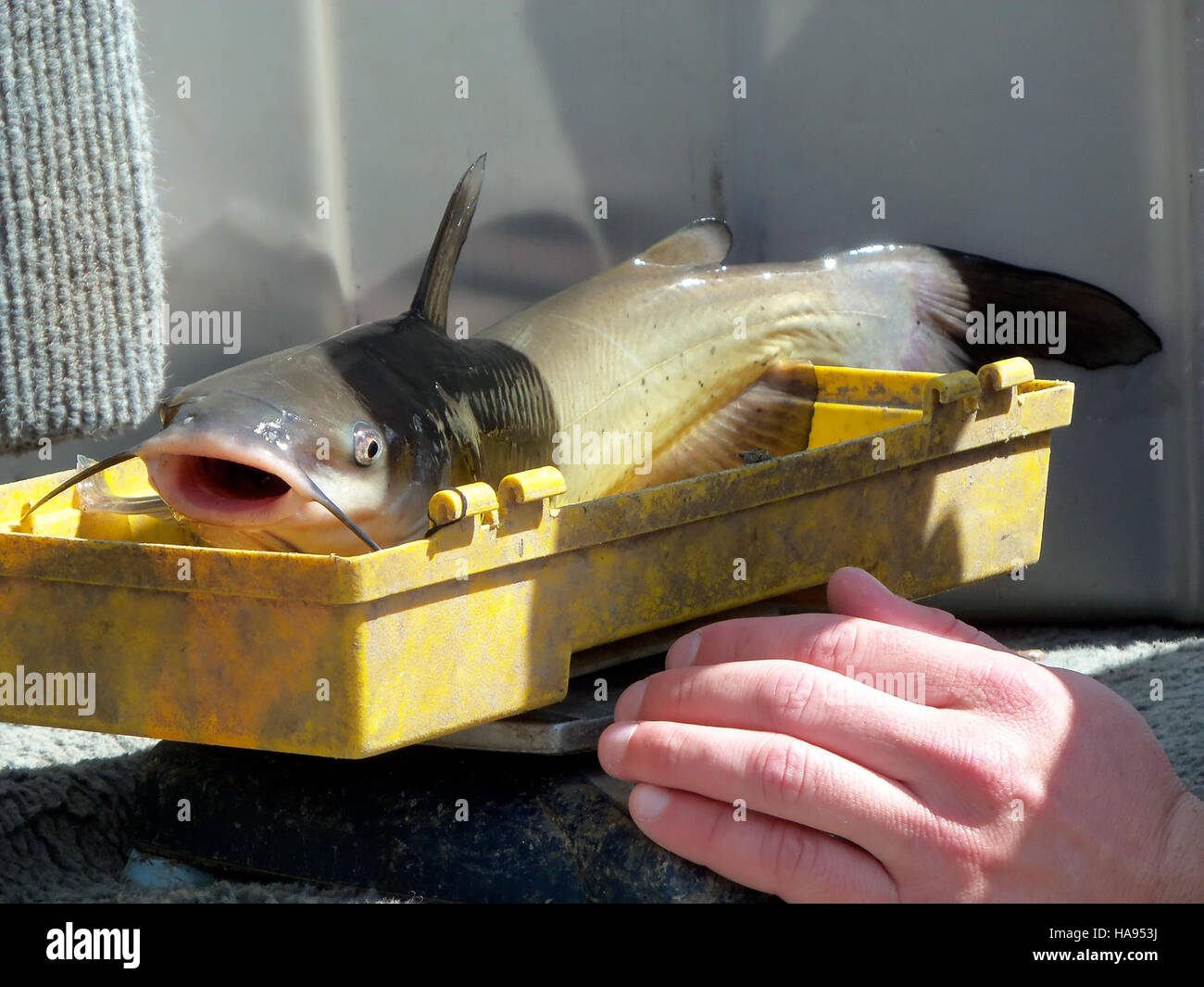 Channel catfish are a key species in the aquatic ecosystems of a ...