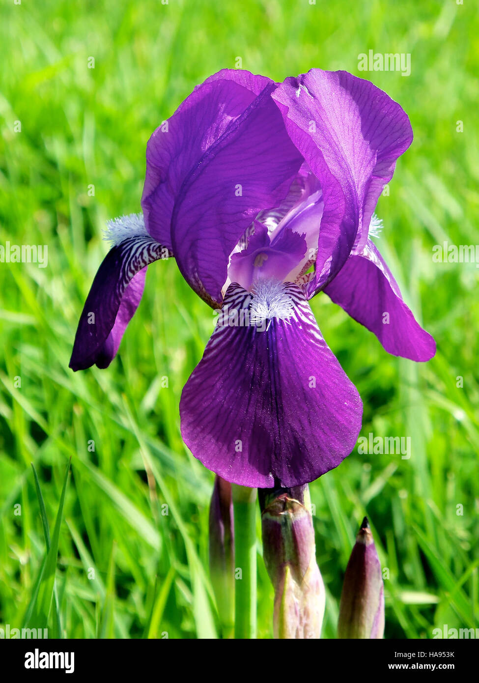The Purple Iris blooms in national parks across the Mountain Prairie ...