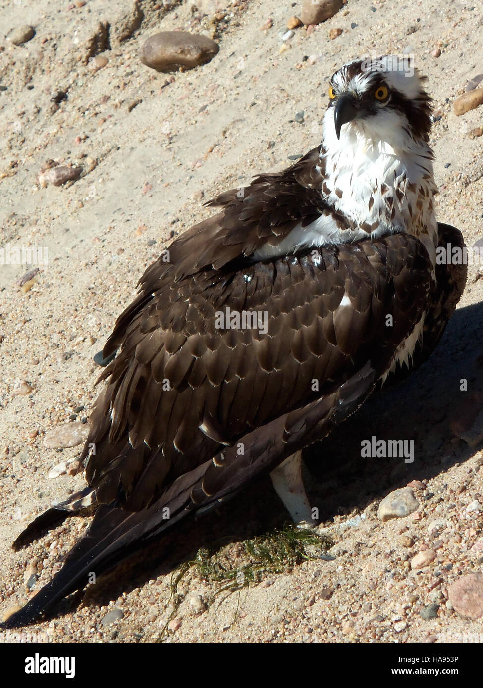The Osprey, a bird of prey, is often spotted in various U.S. national ...