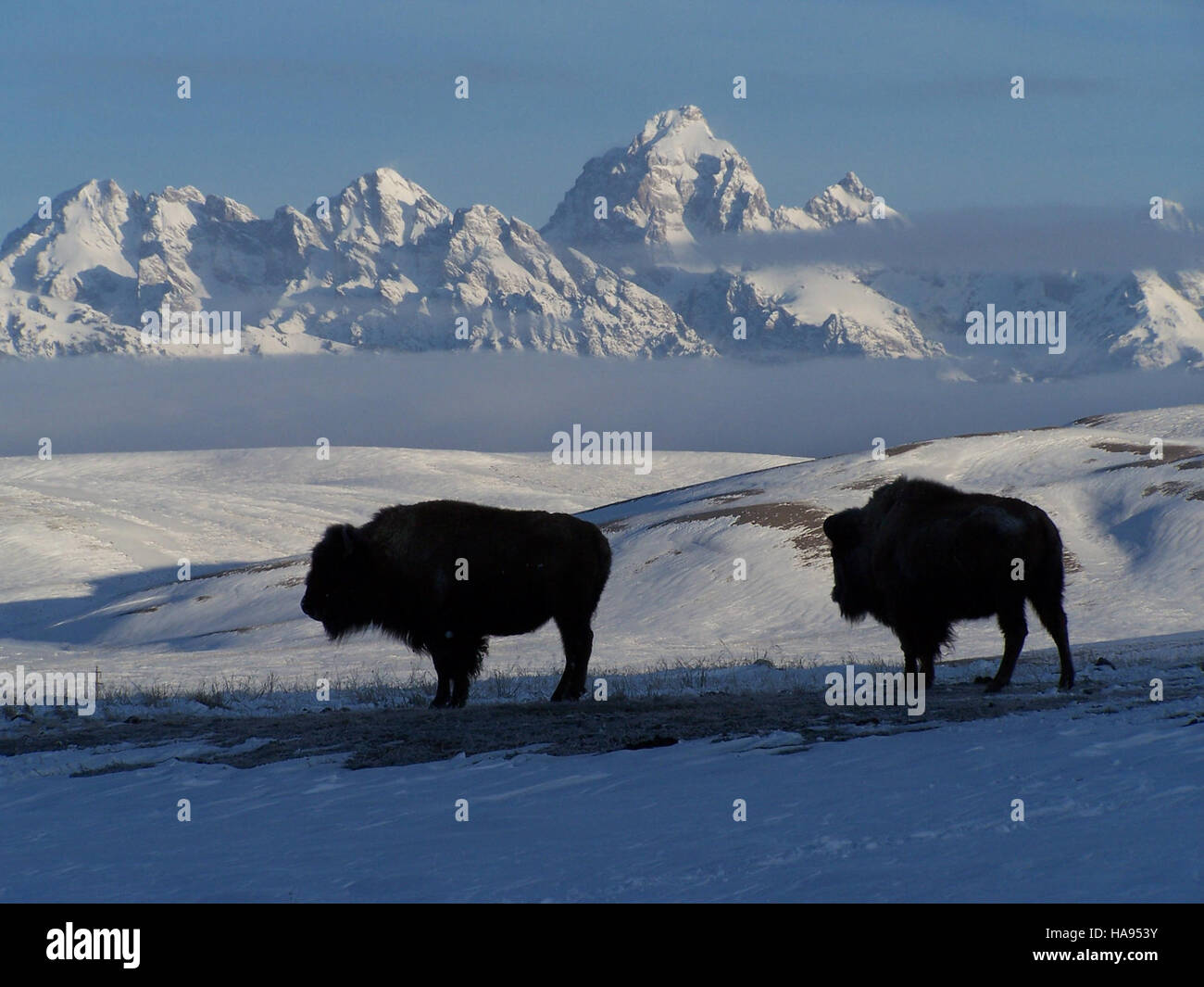 Bison, roaming freely in national parks, are captured in images ...