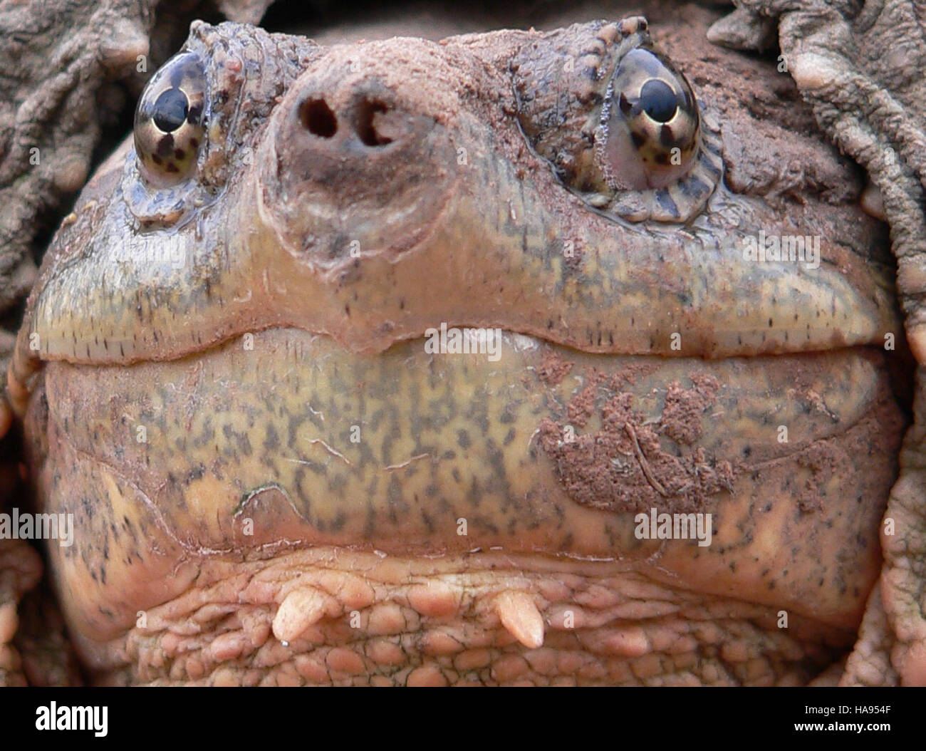 usfwsmtnprairie 7469133124 Common Snapping Turtle in Red Hills Stock ...