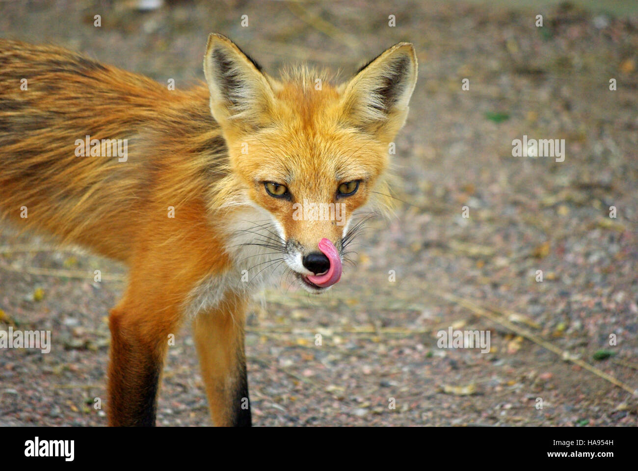 A hungry fox is spotted in a national park, foraging for food. This ...