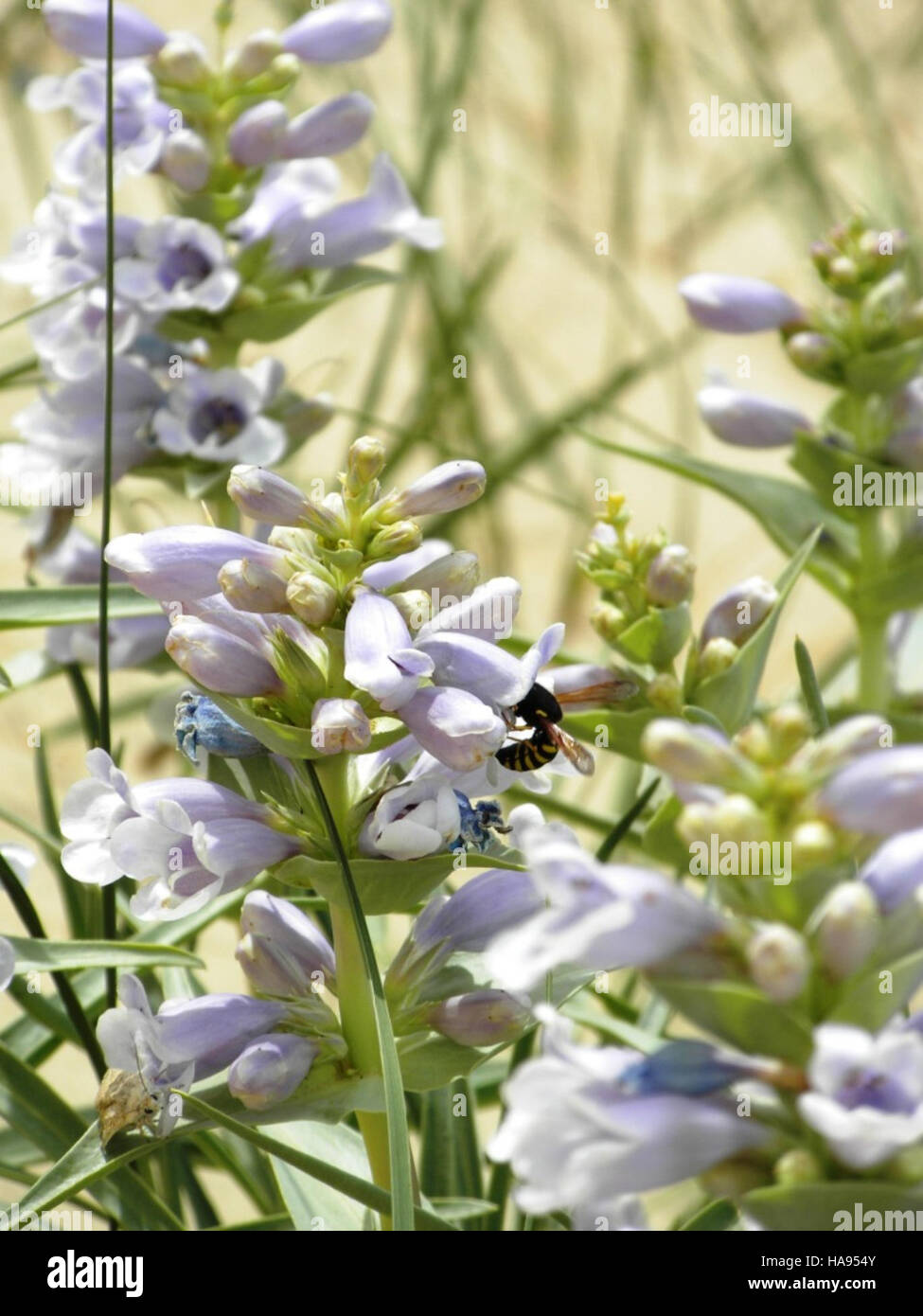 usfwsmtnprairie 7487198002 Pollinators + Blowout Penstemon Stock Photo ...