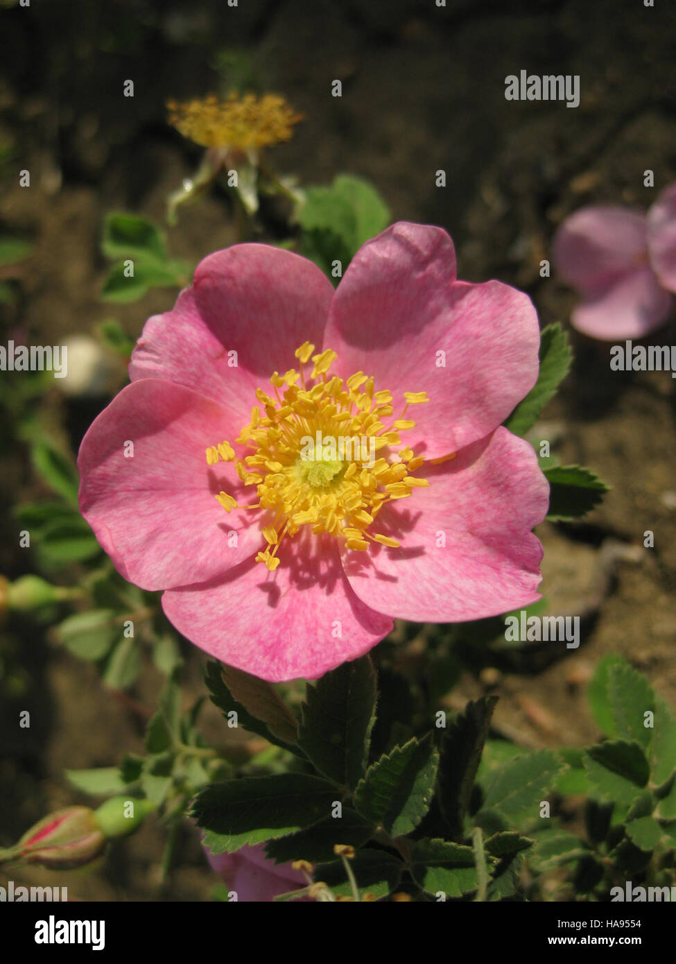 Prairie Rose, a beautiful flowering plant, thrives in the prairie ...