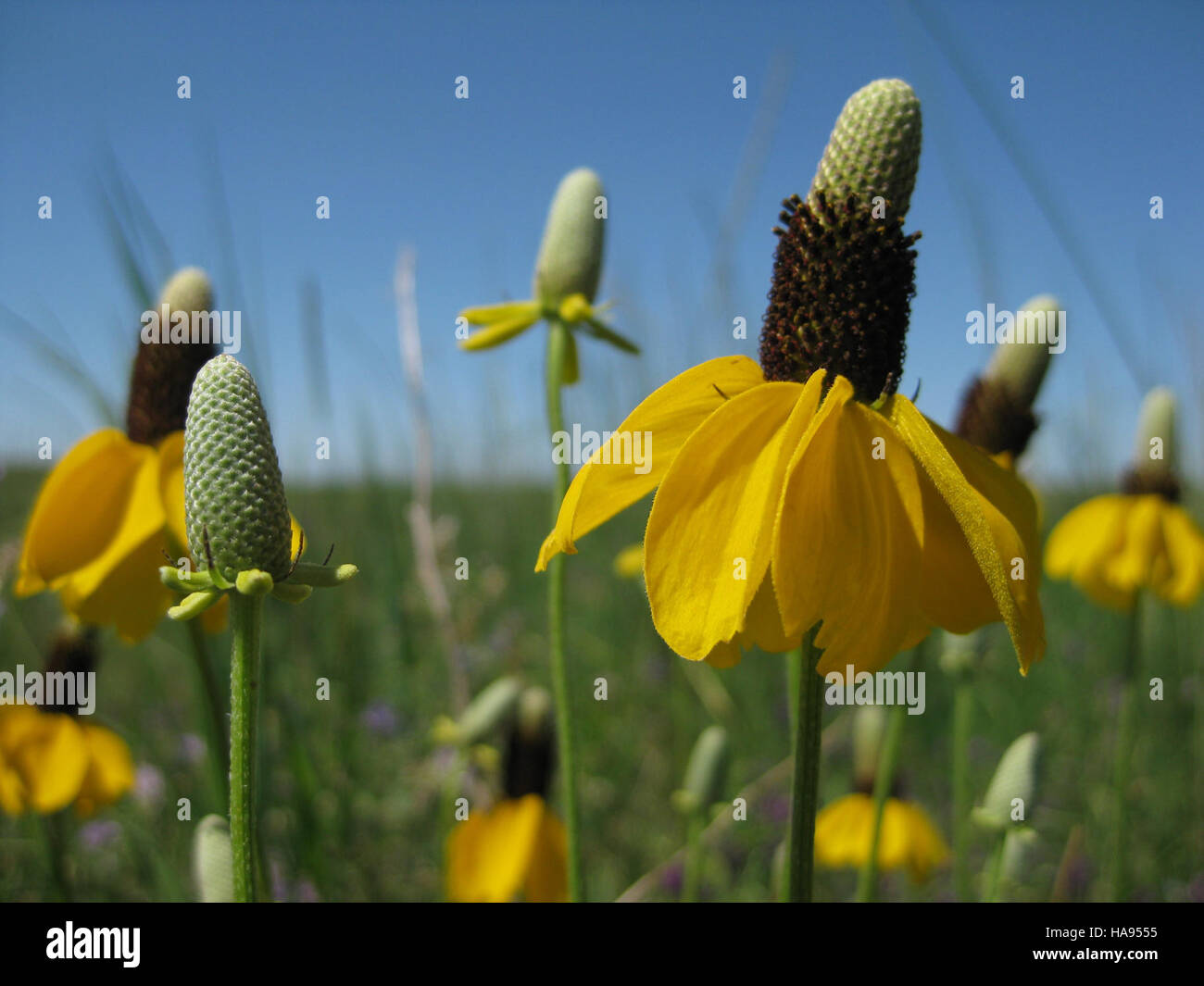 The Prairie Coneflower, native to the Great Plains, is an important ...