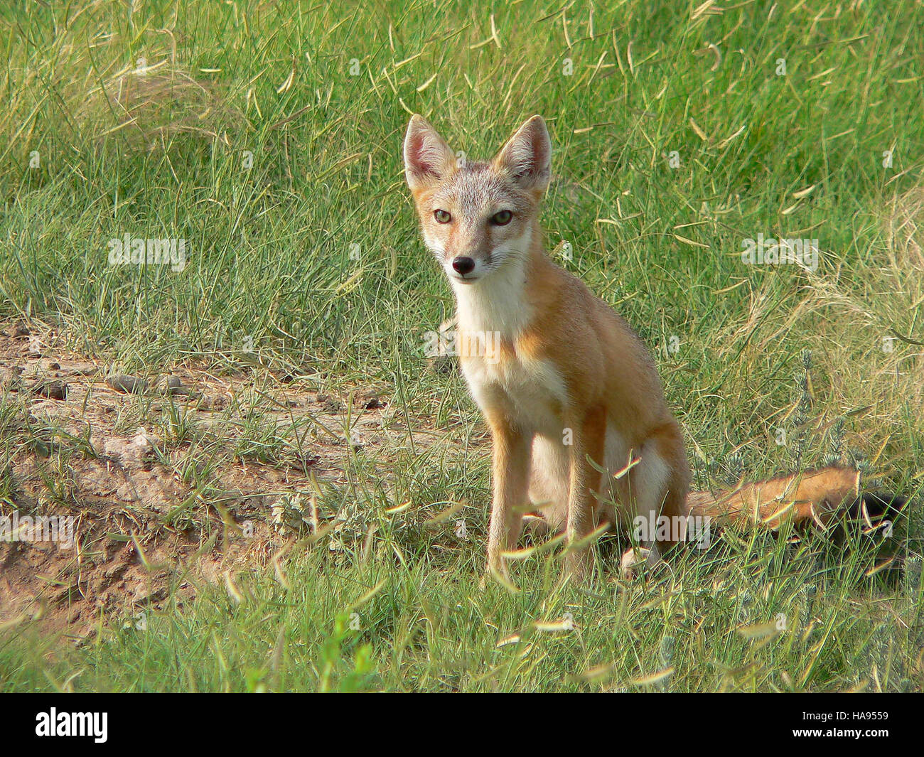 Prairie dogs thrive in large colonies known as 'towns' in national ...