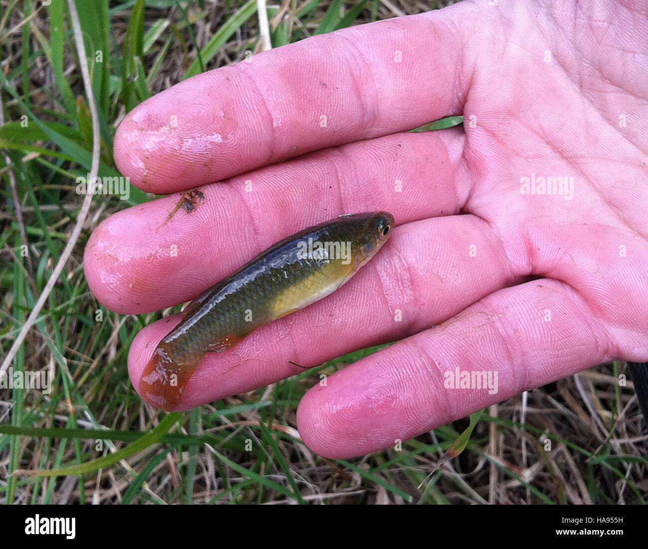 Topminnow hi-res stock photography and images - Alamy