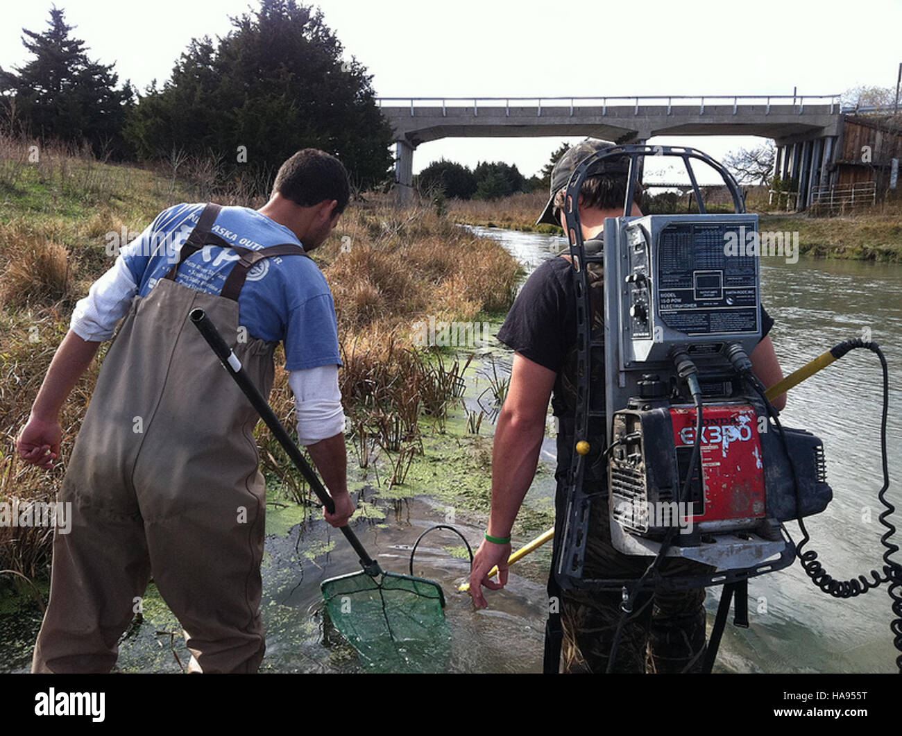 The U.S. Fish and Wildlife Service uses electroshocking techniques to ...