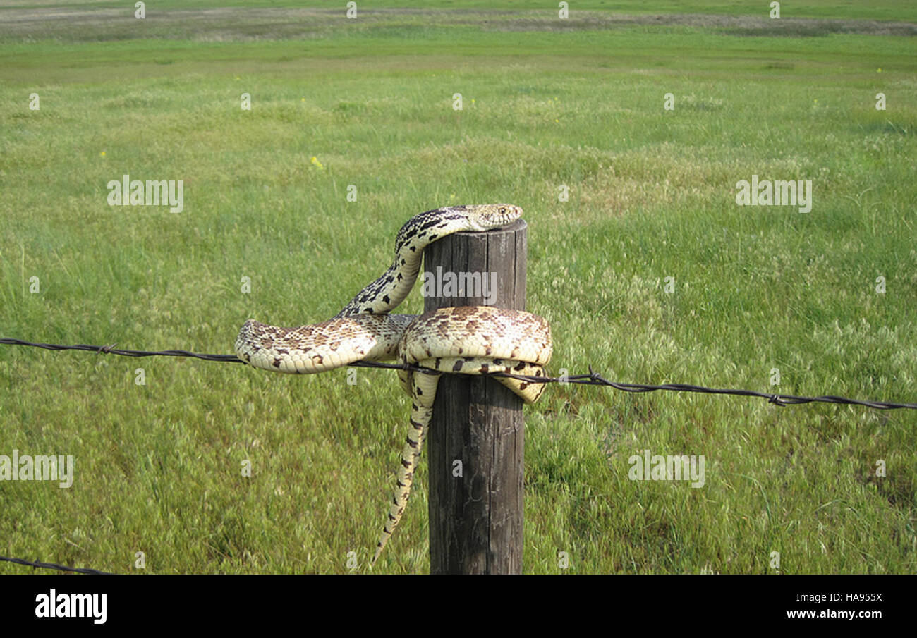 usfwsmtnprairie 7489197900 Sunbathing Bull Snake Stock Photo - Alamy