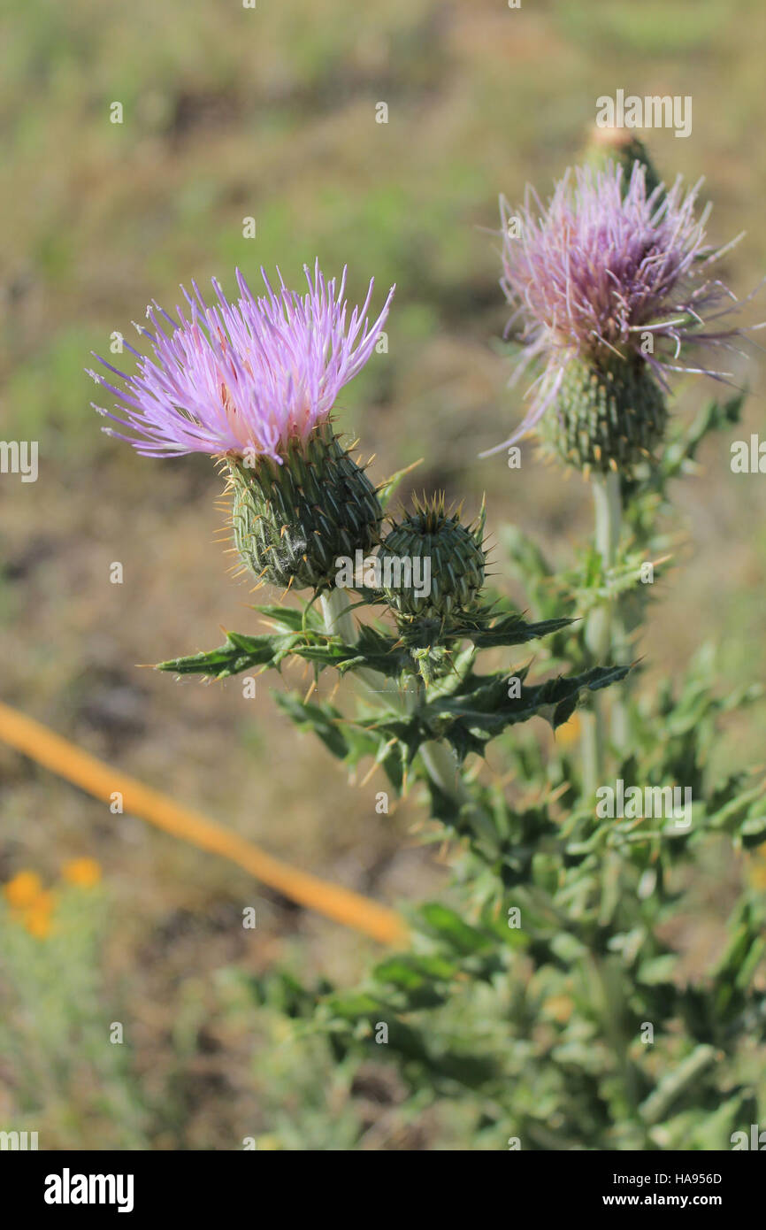 An image of the Wavyleaf Thistle, highlighting its ecological role ...