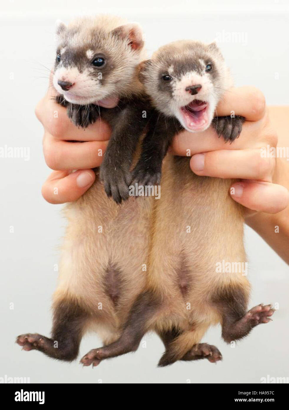 Hangin hi-res stock photography and images - Alamy