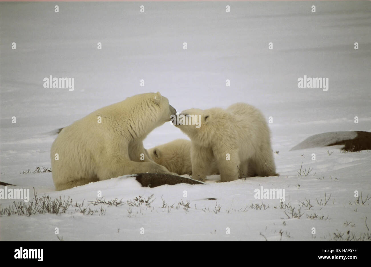 Polar bears, a key species in the Arctic ecosystem, are seen with their ...