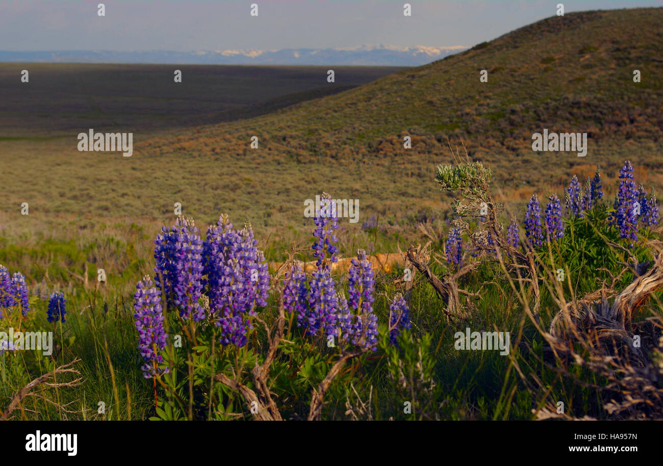 Lupines in North Park are a striking example of plant diversity in ...