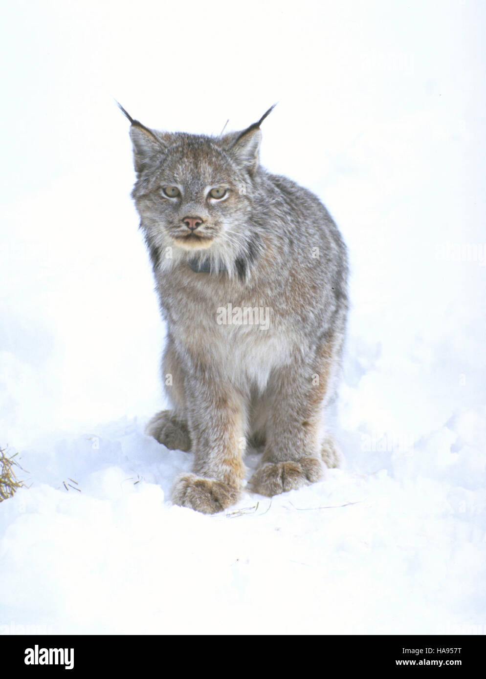 The Canada Lynx, a species protected under the Endangered Species Act ...