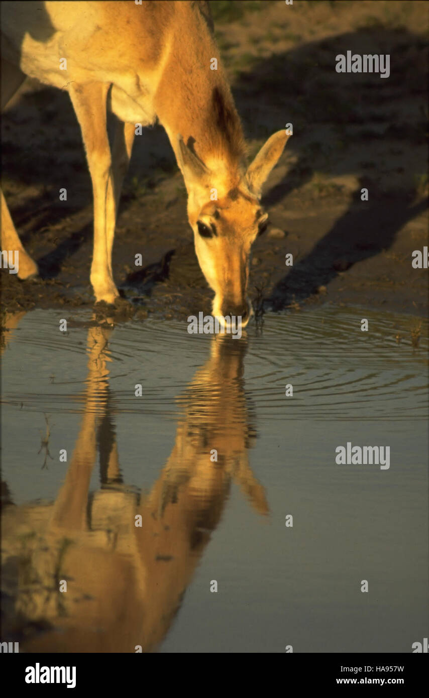 Due to habitat fragmentation hi-res stock photography and images - Alamy