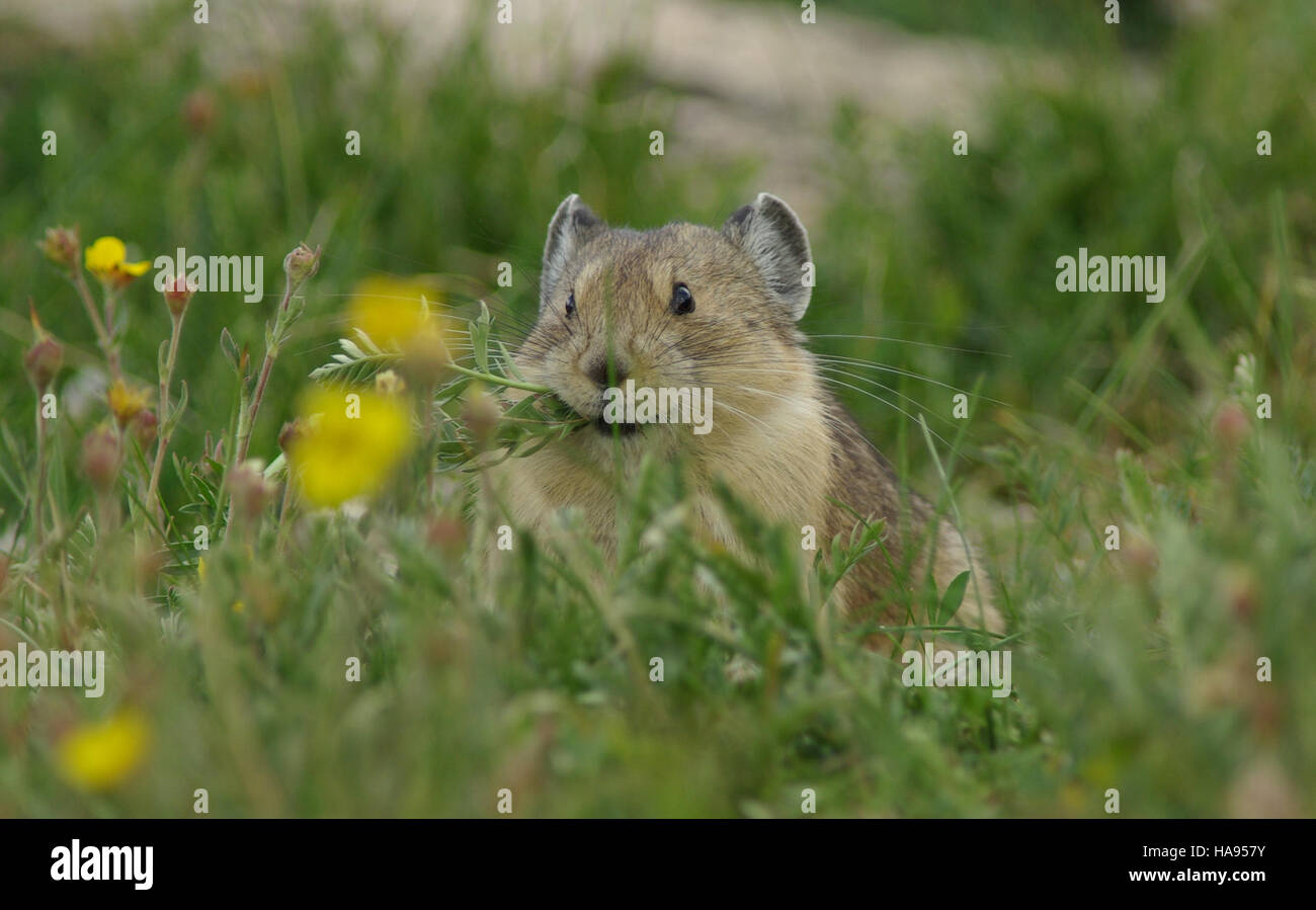 An image showing a pika with wildflowers, capturing the small mammal’s ...