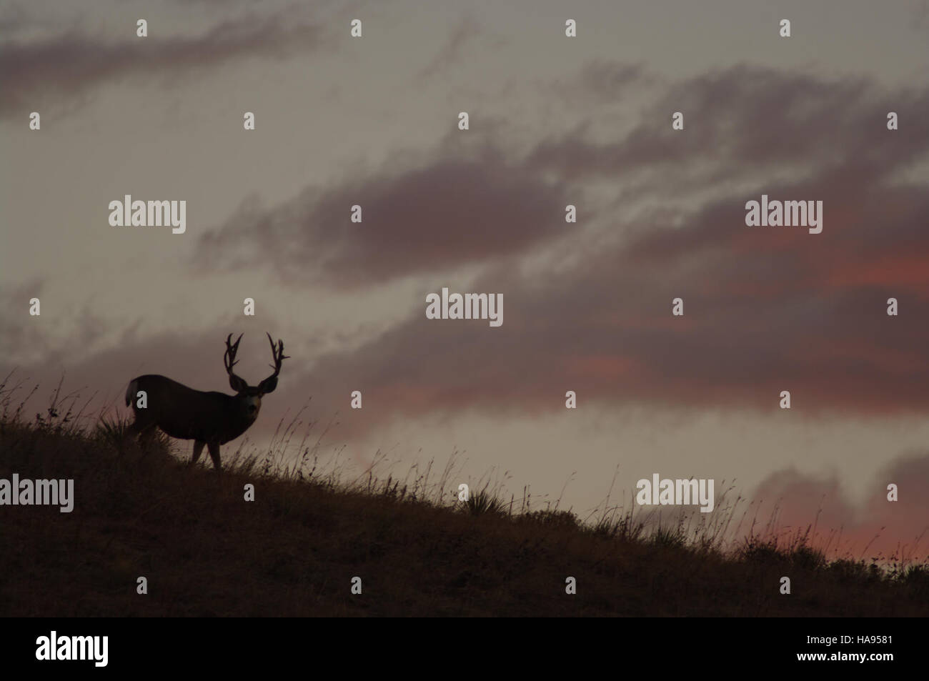 A mule deer stands in the early morning light at a national park ...