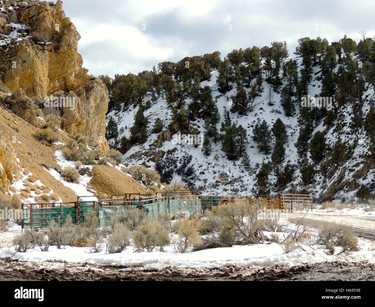The Bureau of Land Management oversees the Diamond Gather operation ...
