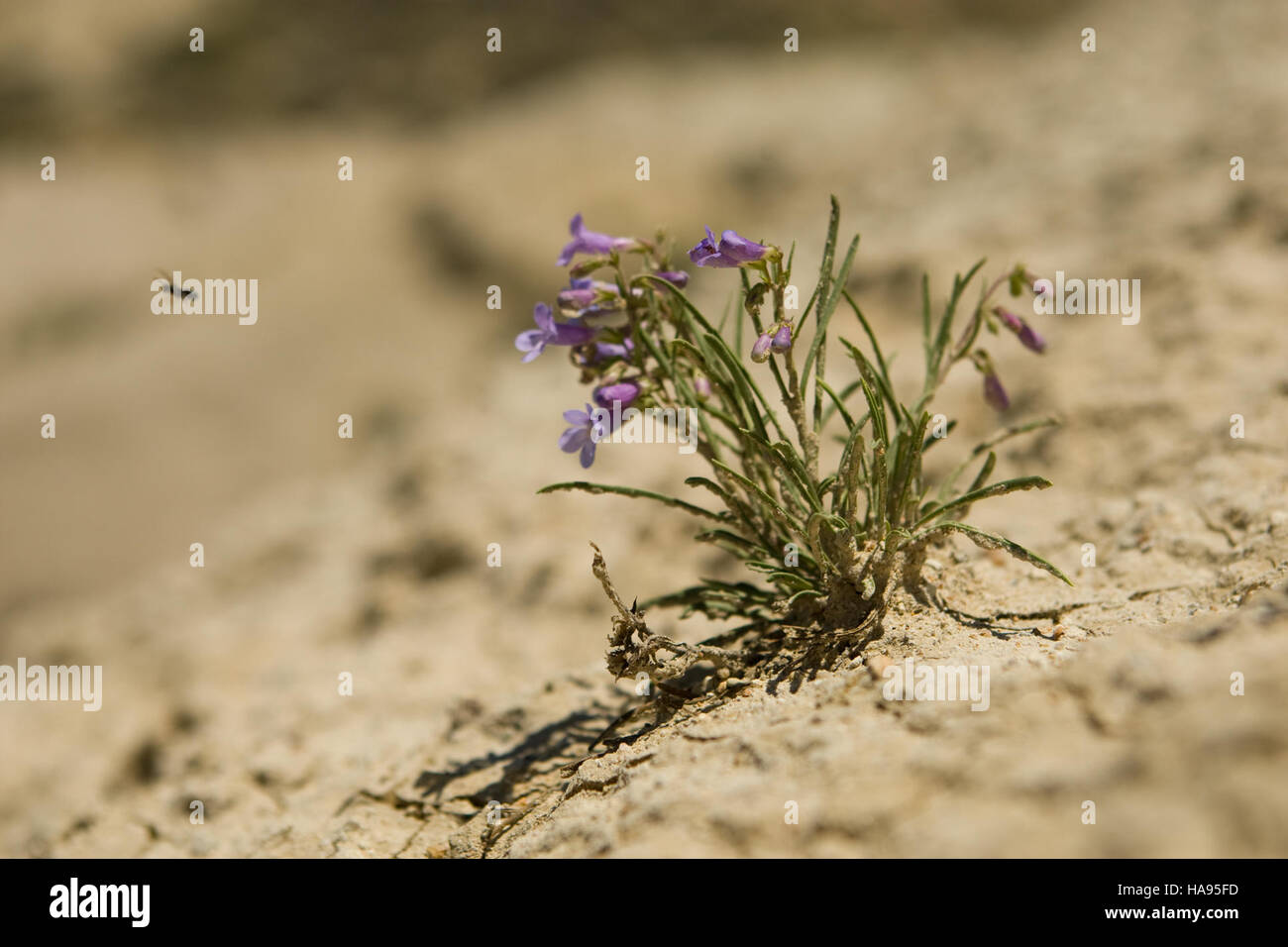 The Colorado Rare Plant Conservation Initiative aims to protect ...