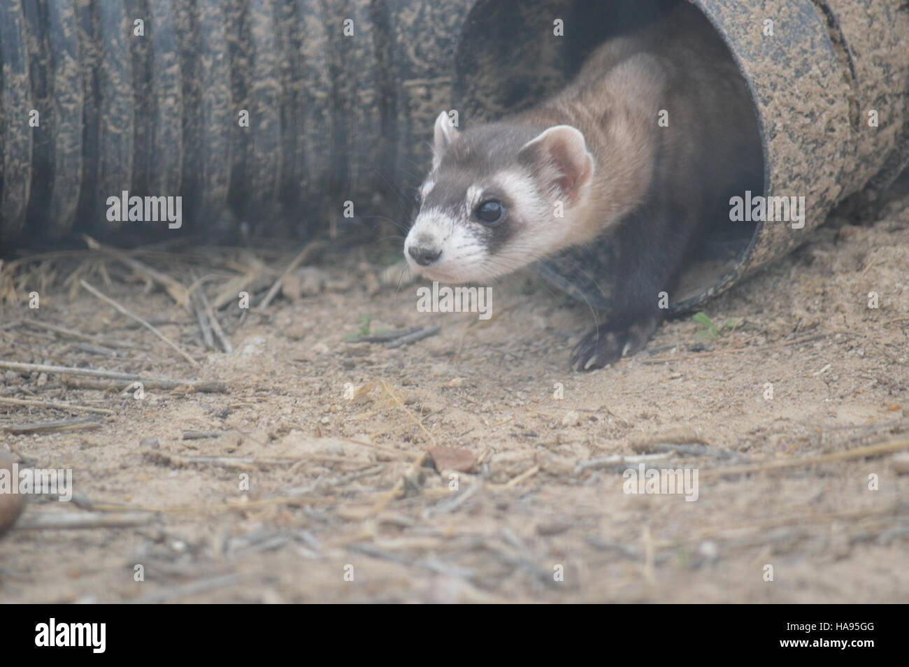Interns visiting the National Bison Range and Fort Connah (NBFFCC ...