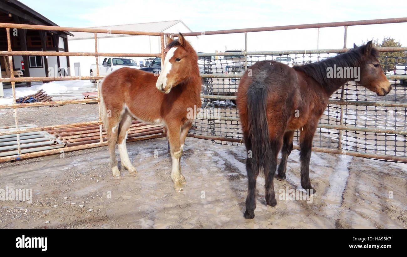 The Diamond Gather, a program managed by the Bureau of Land Management ...