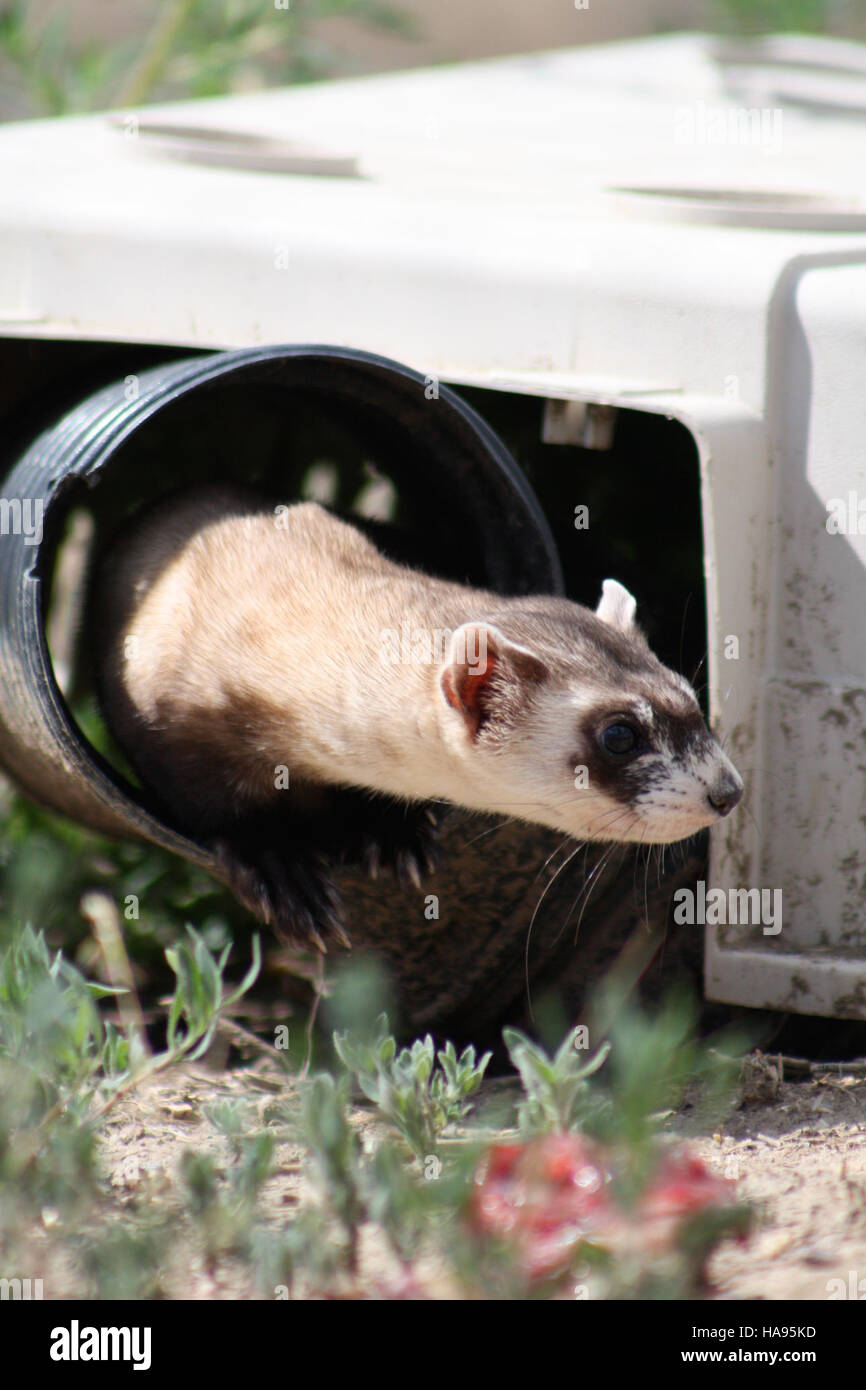 Interns visit the National Bison Range’s Fort Peck Fish and Wildlife ...
