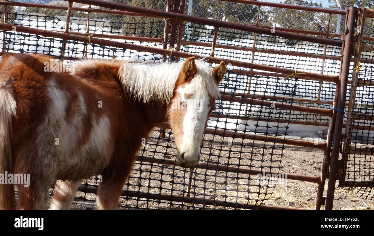 BLM Nevada's 2-7-13 Diamond Gather project focuses on managing wild ...