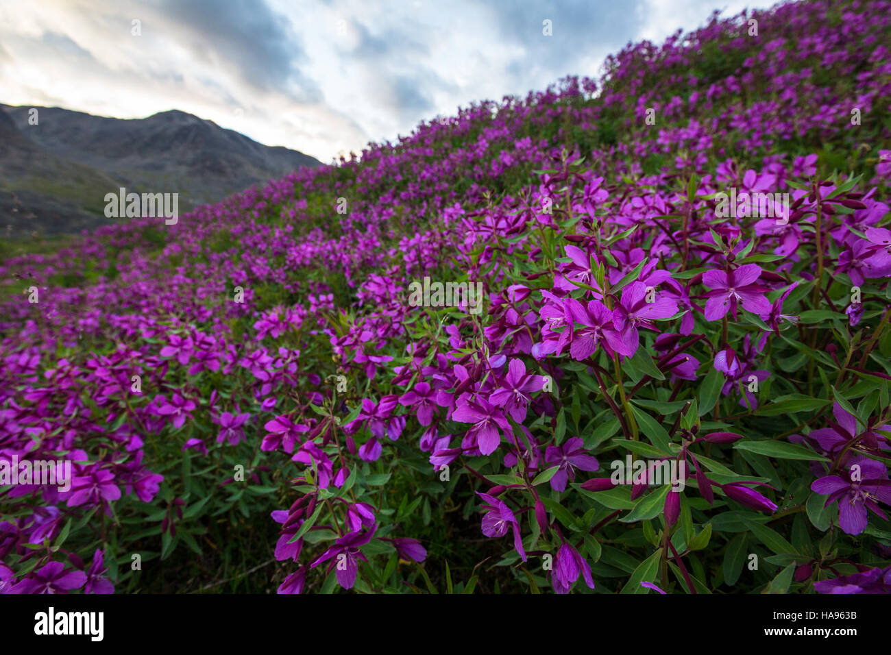 The wildflowers of Bremner in Alaska bloom vibrantly, contributing to ...