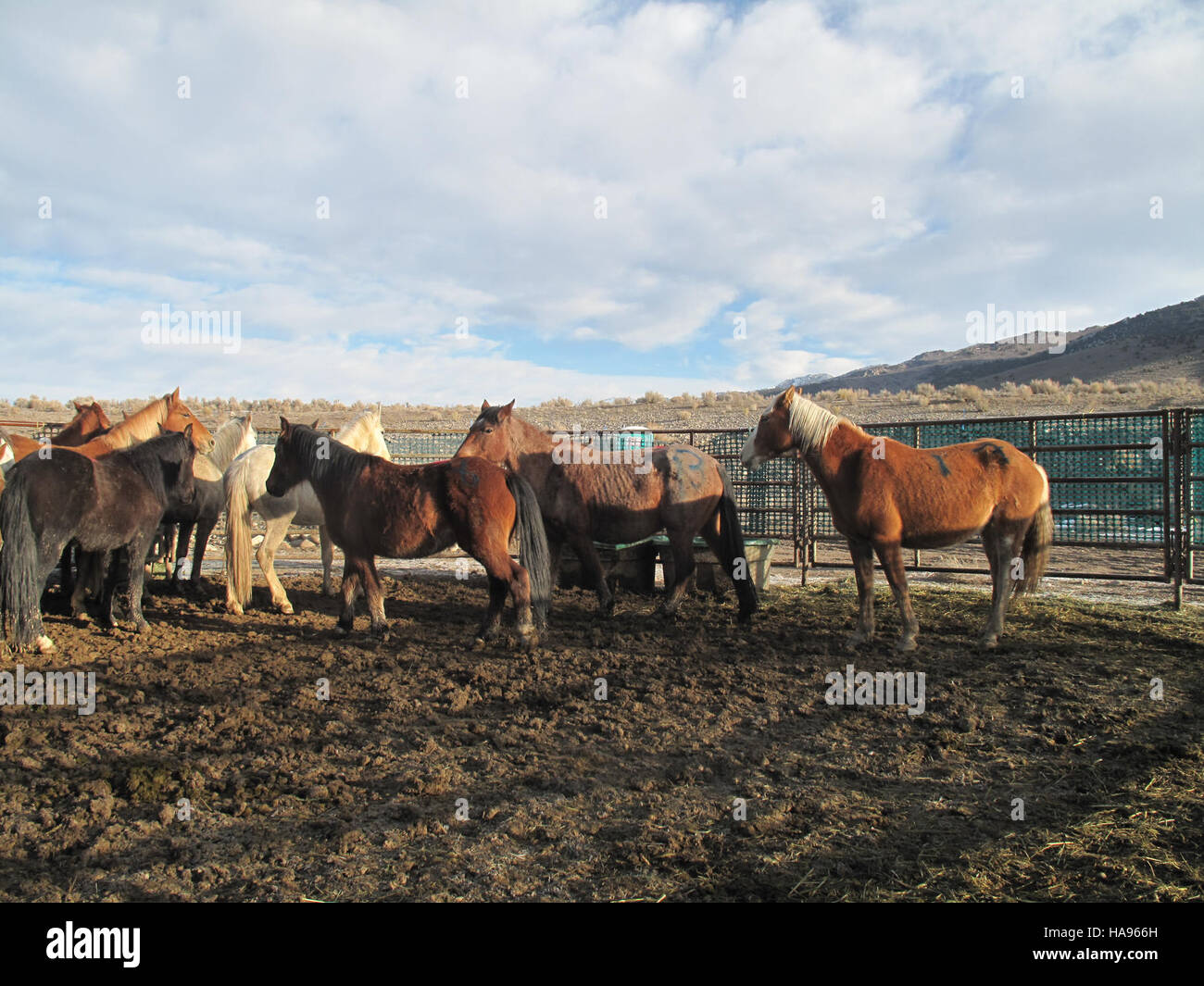 The Diamond Gather event in Nevada highlights the management of wild ...