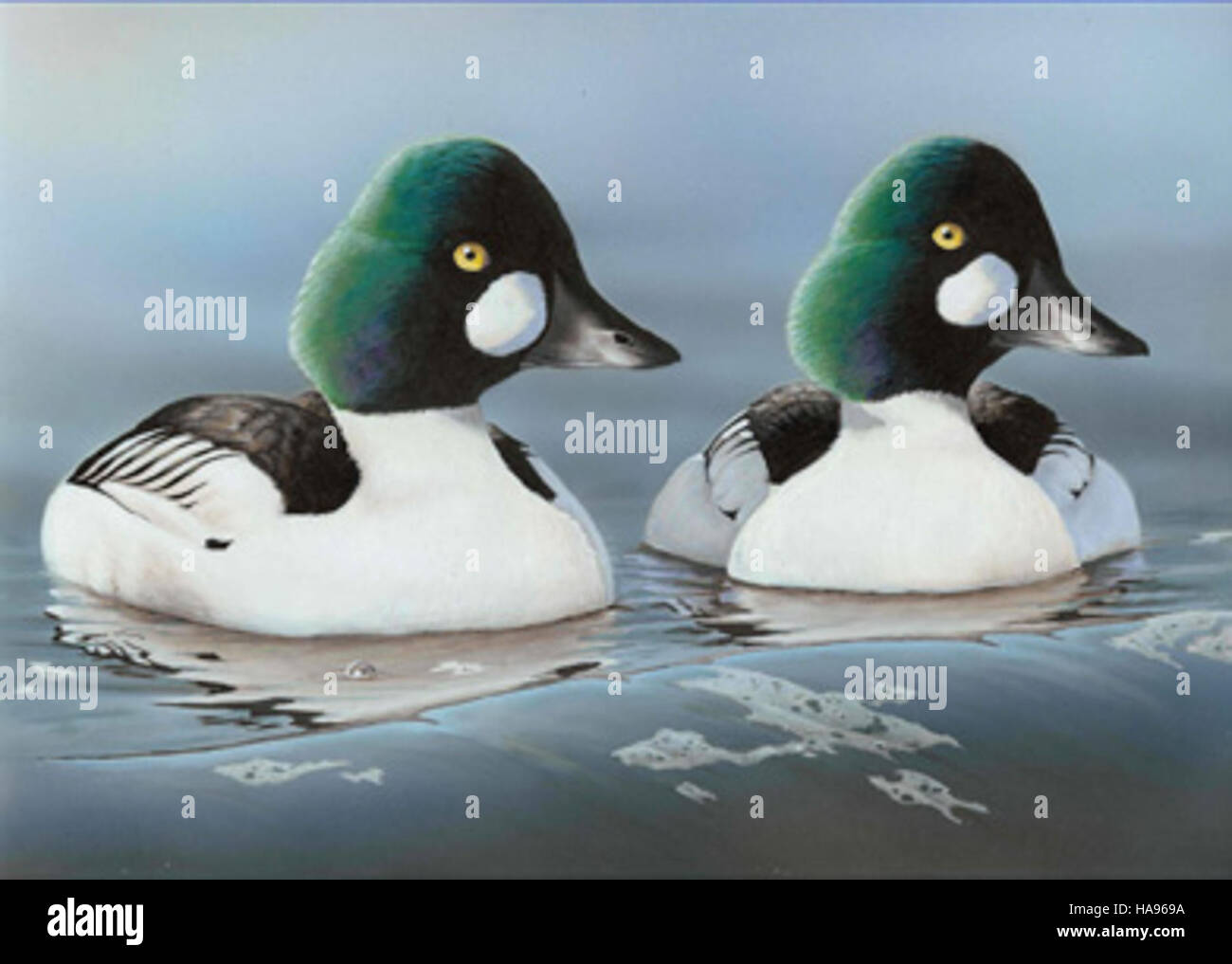 Common goldeneye species duck hi-res stock photography and images - Alamy