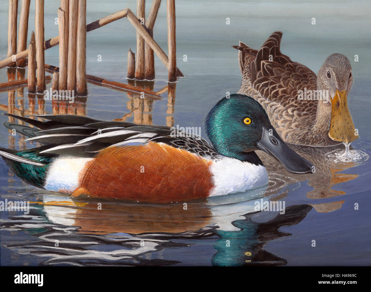 The Northern Shoveler, a migratory waterfowl, is often seen in national ...
