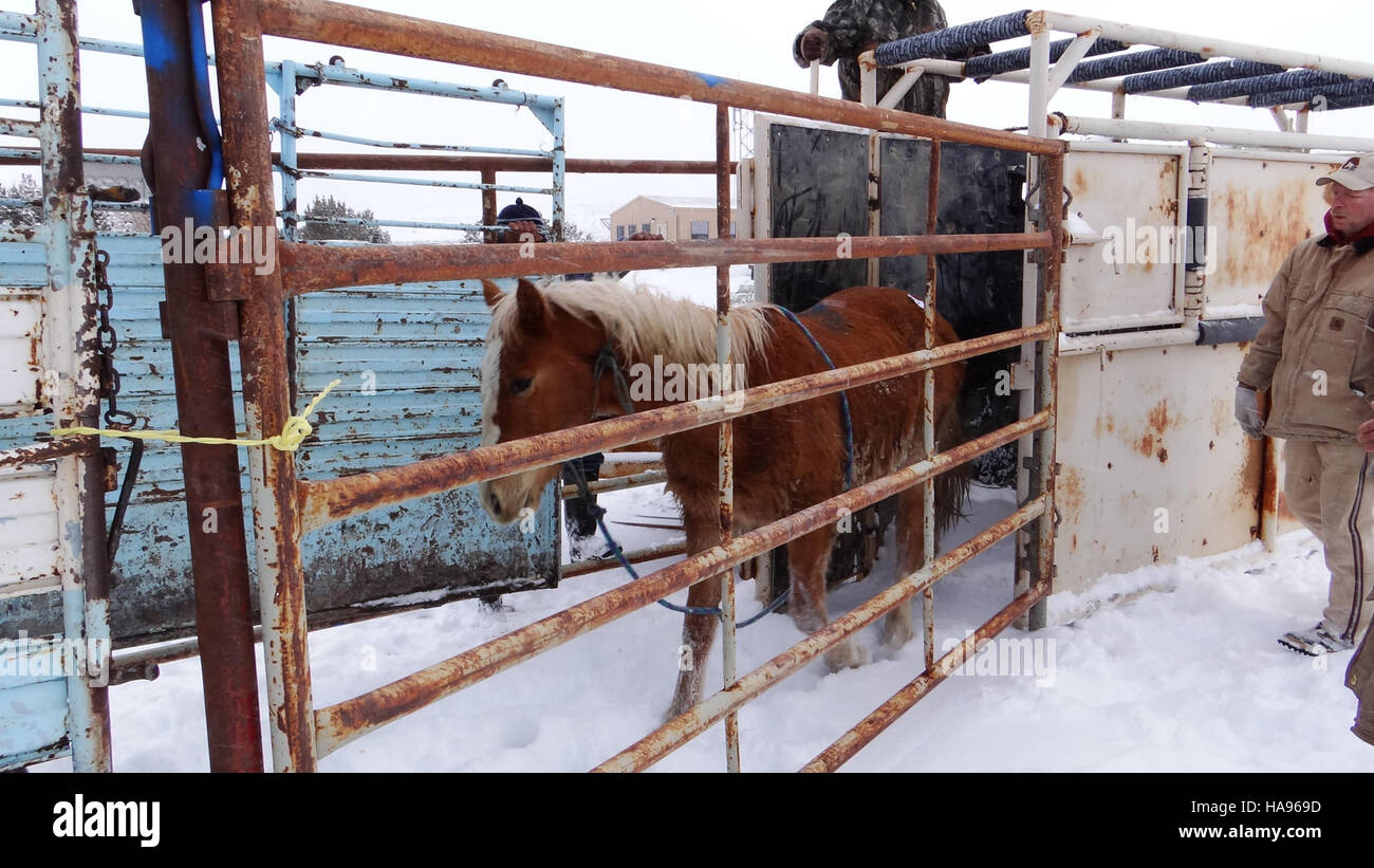 The Bureau of Land Management (BLM) organizes wild horse and burro ...