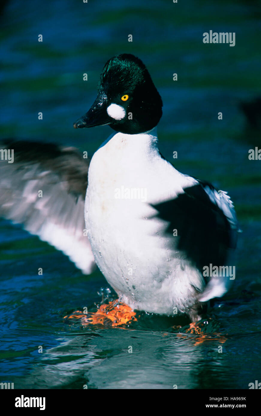The Common Goldeneye is a species of diving duck found in North America ...