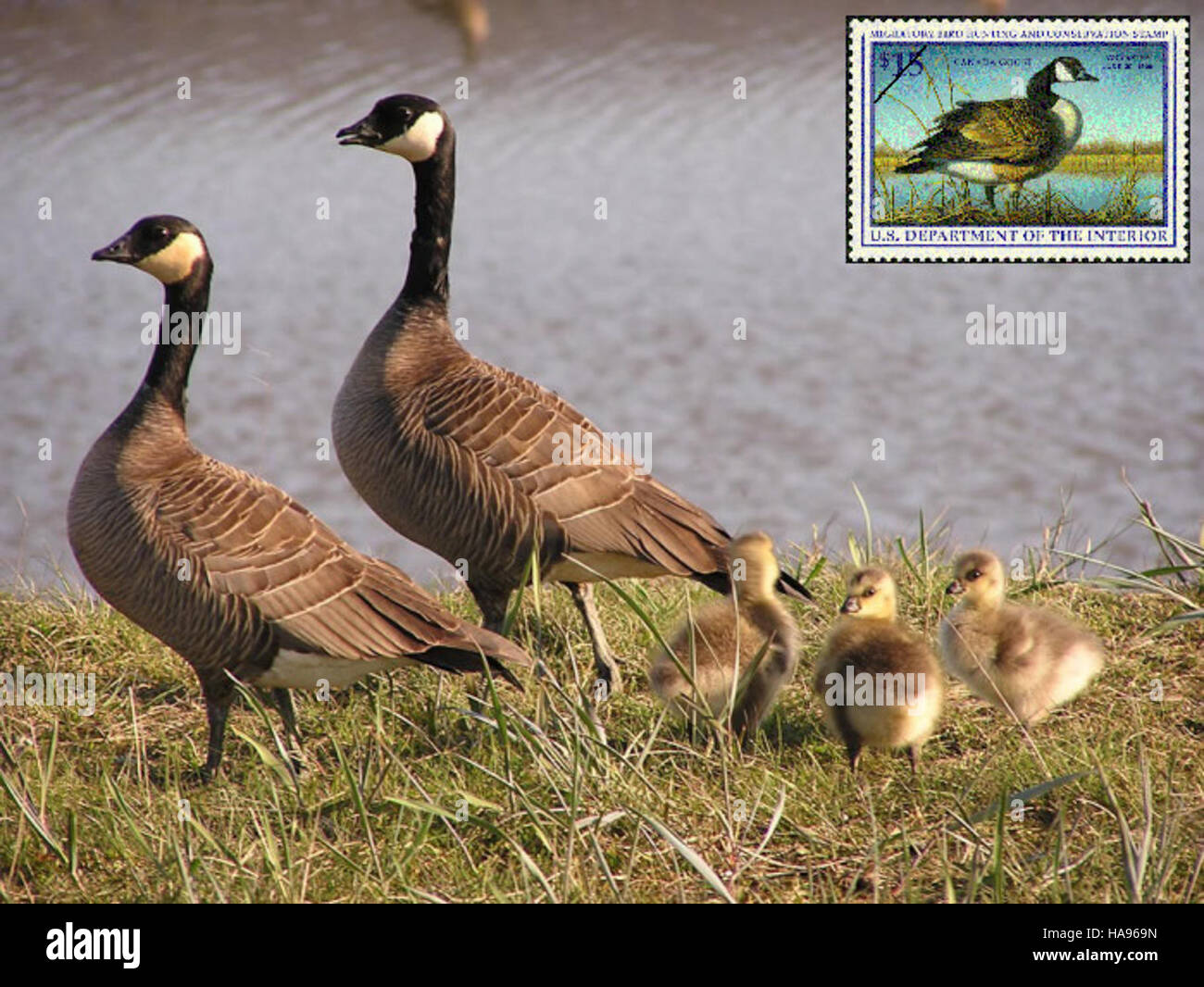 Canada Geese are observed in their natural habitats within national ...