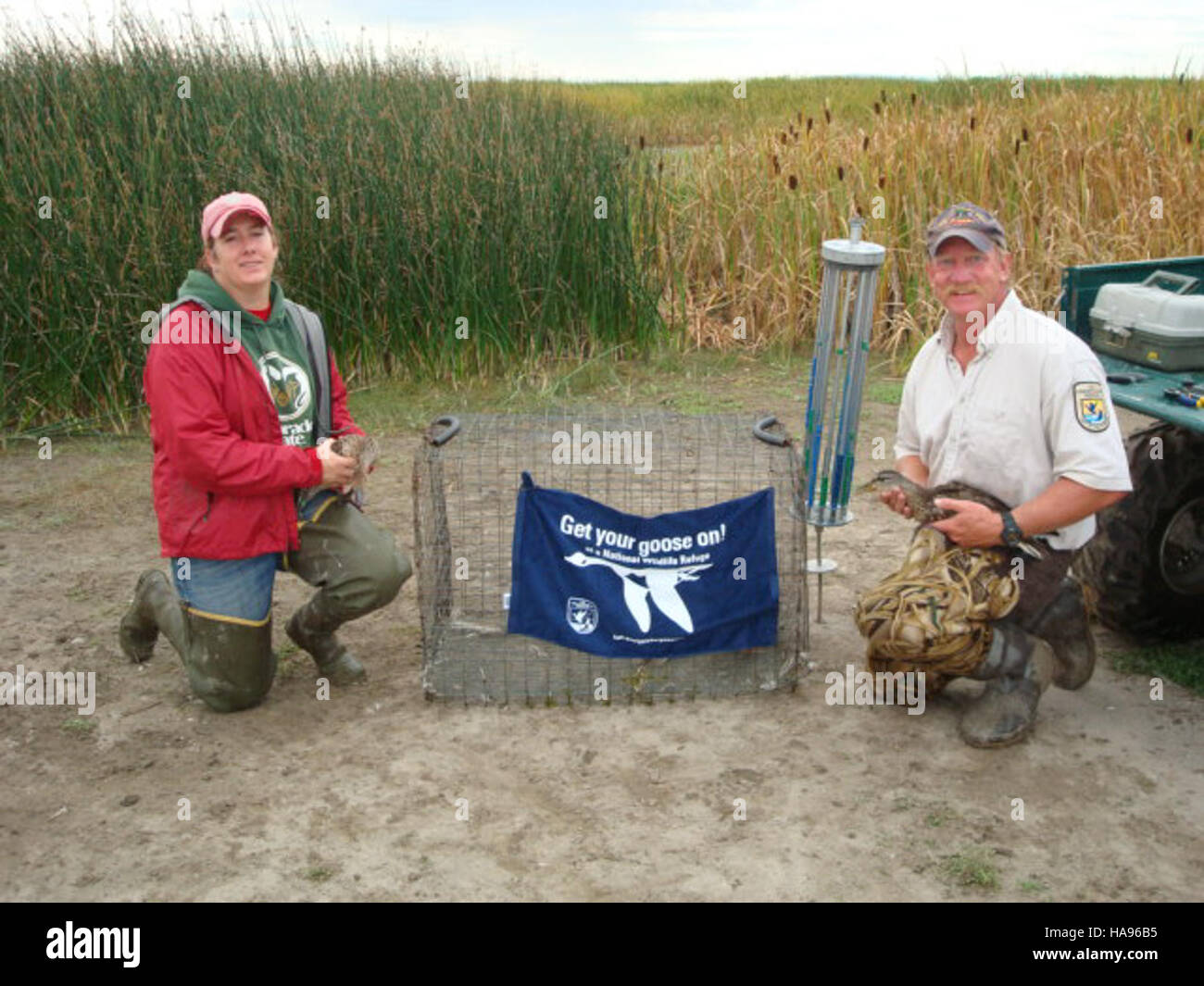Duck banding is a key wildlife management technique used to track and ...