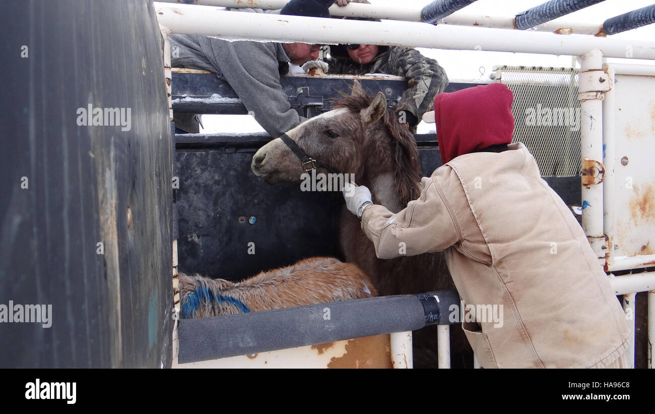A BLM event focused on the adoption of wild horses in Nevada ...