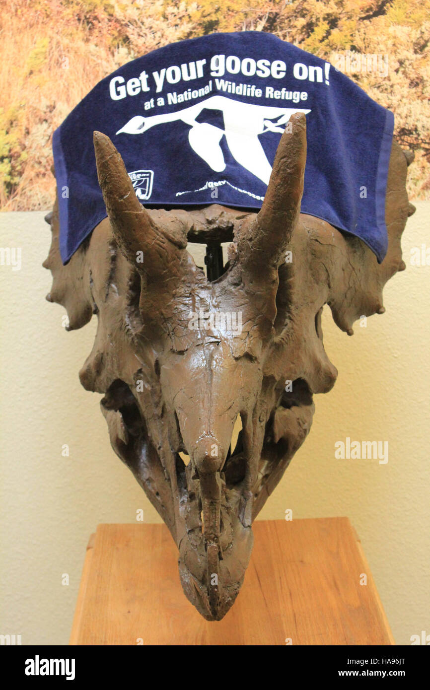The event titled 'Get Your Goose On - Triceratops Style' in a national park highlights the ...