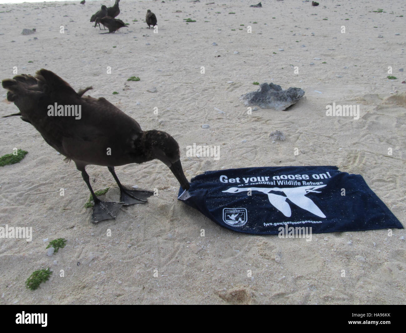 The 'Get Your Goose On' event, held in a National Park in the Mountain ...