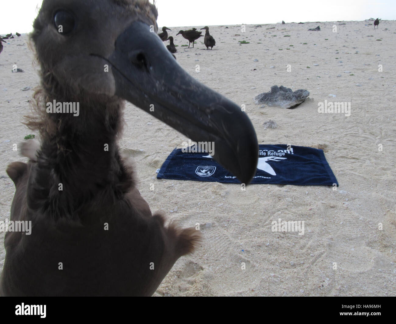 This image features an albatross in flight, capturing the elegance and ...