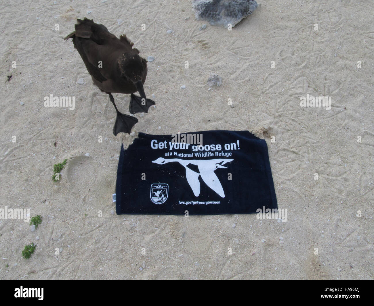 This program at a national park focuses on albatrosses, highlighting ...