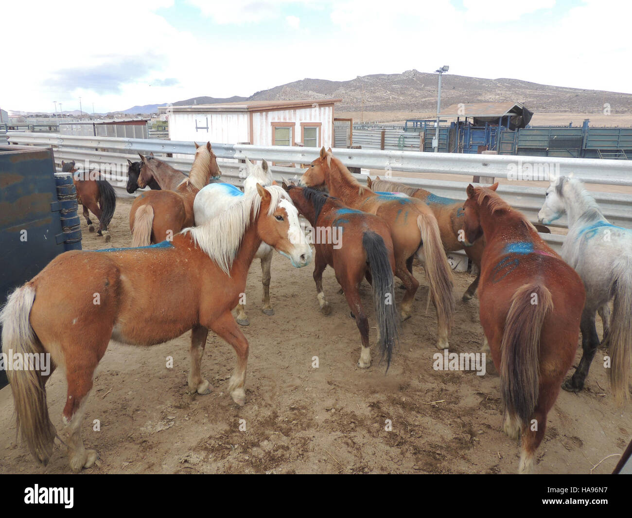 A Diamond HMA 309176, an advanced helicopter, operated by BLM Nevada ...