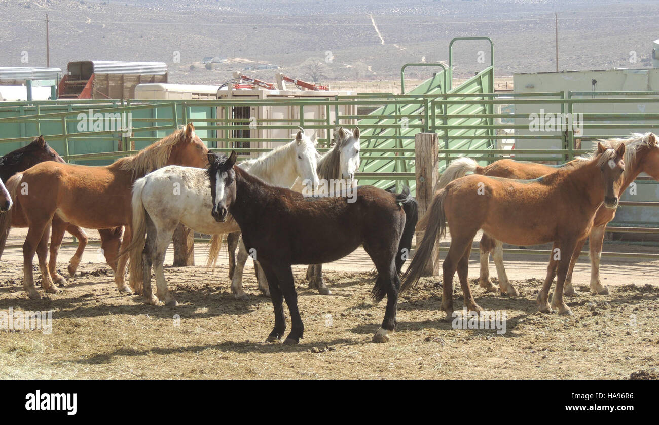 This photo shows a horse at the Diamond Complex in Nevada, highlighting ...