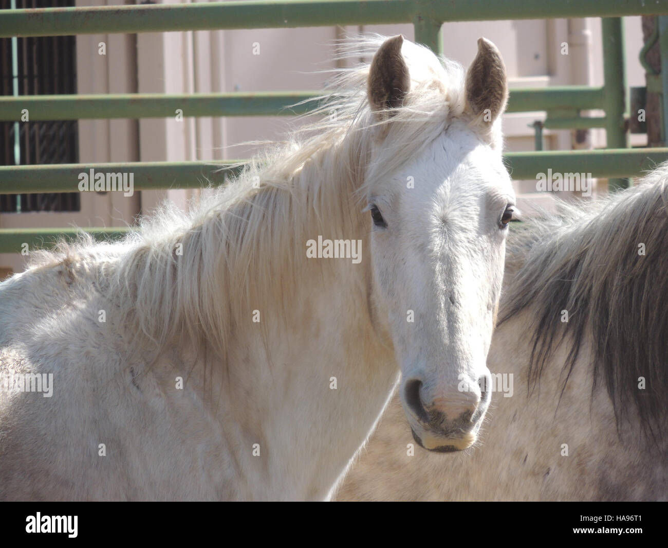 The image showcases a close-up view of a grey mare from the Diamond ...